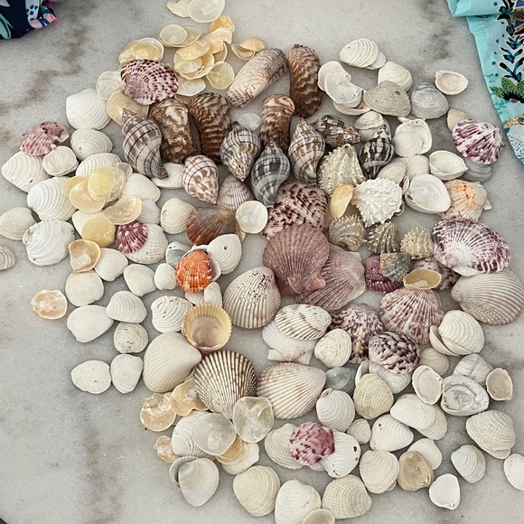 Office | Southwest Florida Assorted Seashell Collection Over 125 Pcs | Poshmark